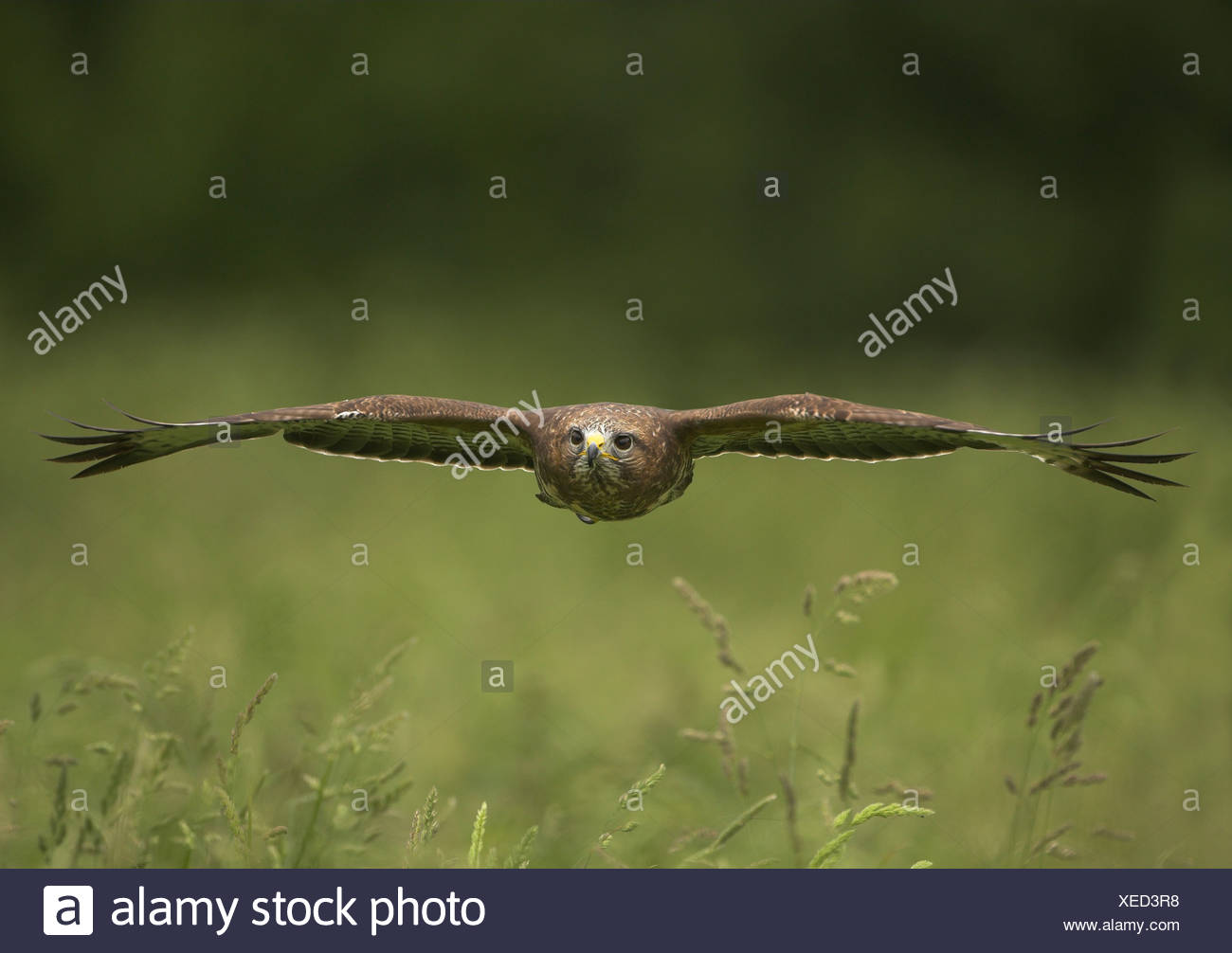 Buse Volant Banque d'image et photos - Alamy