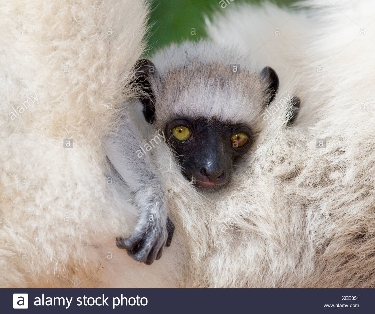 Propithecus Verreauxi Banque d'image et photos - Alamy