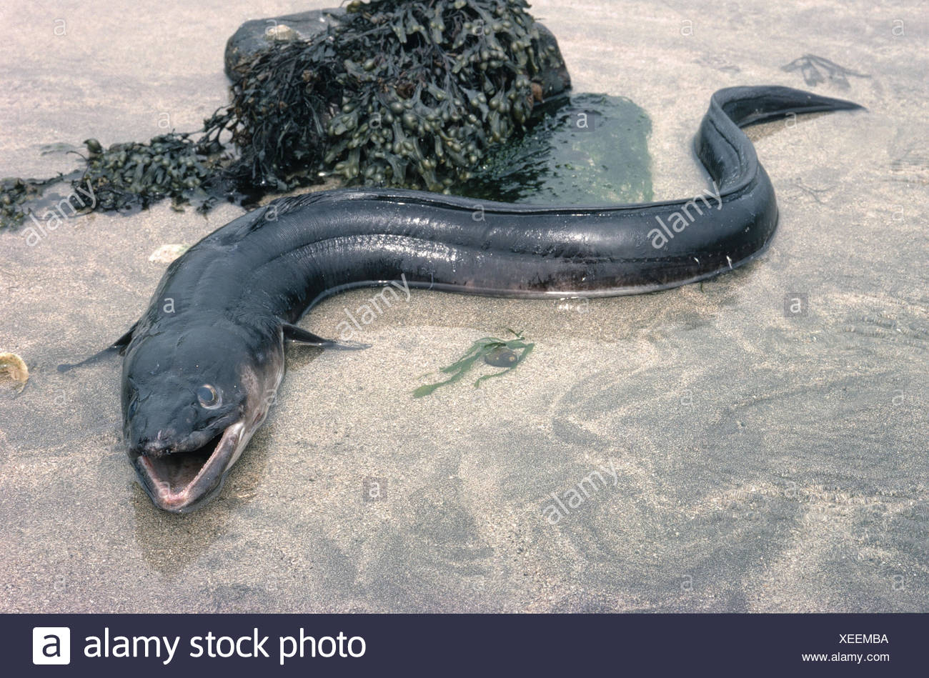 Anguille De Mer Banque d'image et photos - Alamy