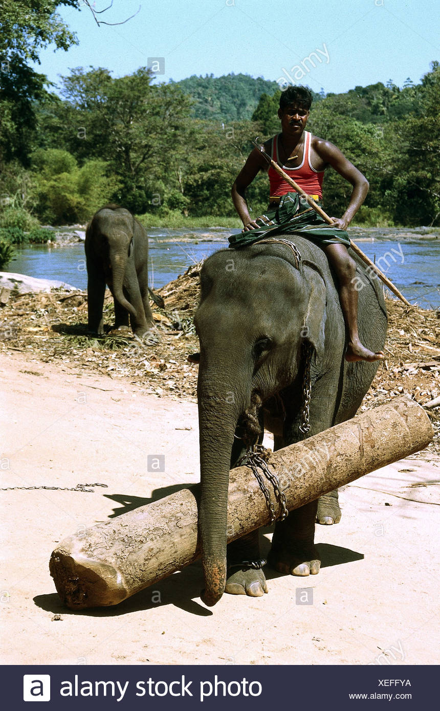 Elephant Carrying Man Banque d'image et photos - Alamy