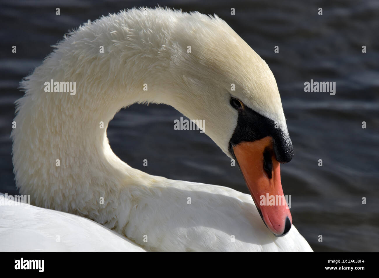 Cigno di praga immagini e fotografie stock ad alta risoluzione - Alamy