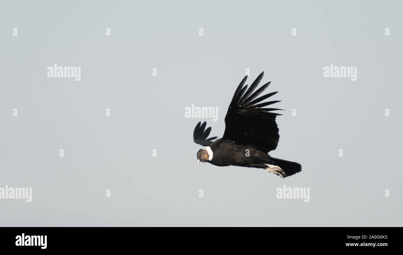 Condor maschio adulto immagini e fotografie stock ad alta risoluzione ...