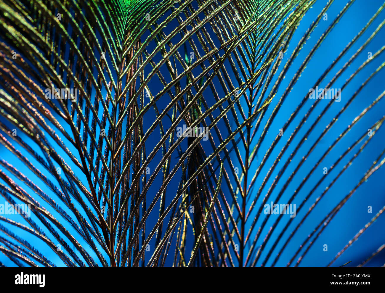 Pavone colorato immagini e fotografie stock ad alta risoluzione - Alamy