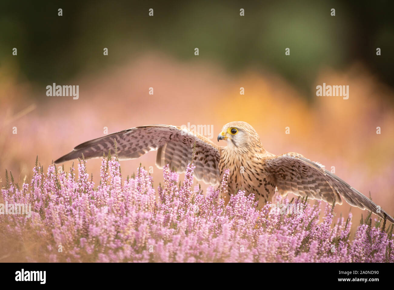 Natura nella brughiera immagini e fotografie stock ad alta risoluzione ...