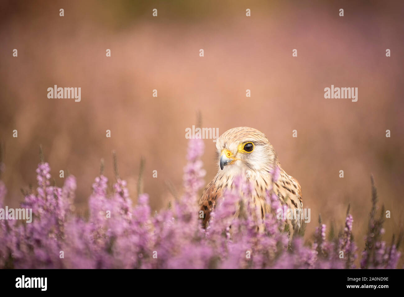 Fauna selvatica della brughiera immagini e fotografie stock ad alta ...