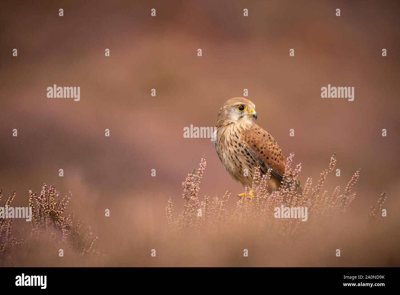 Fauna selvatica della brughiera immagini e fotografie stock ad alta ...