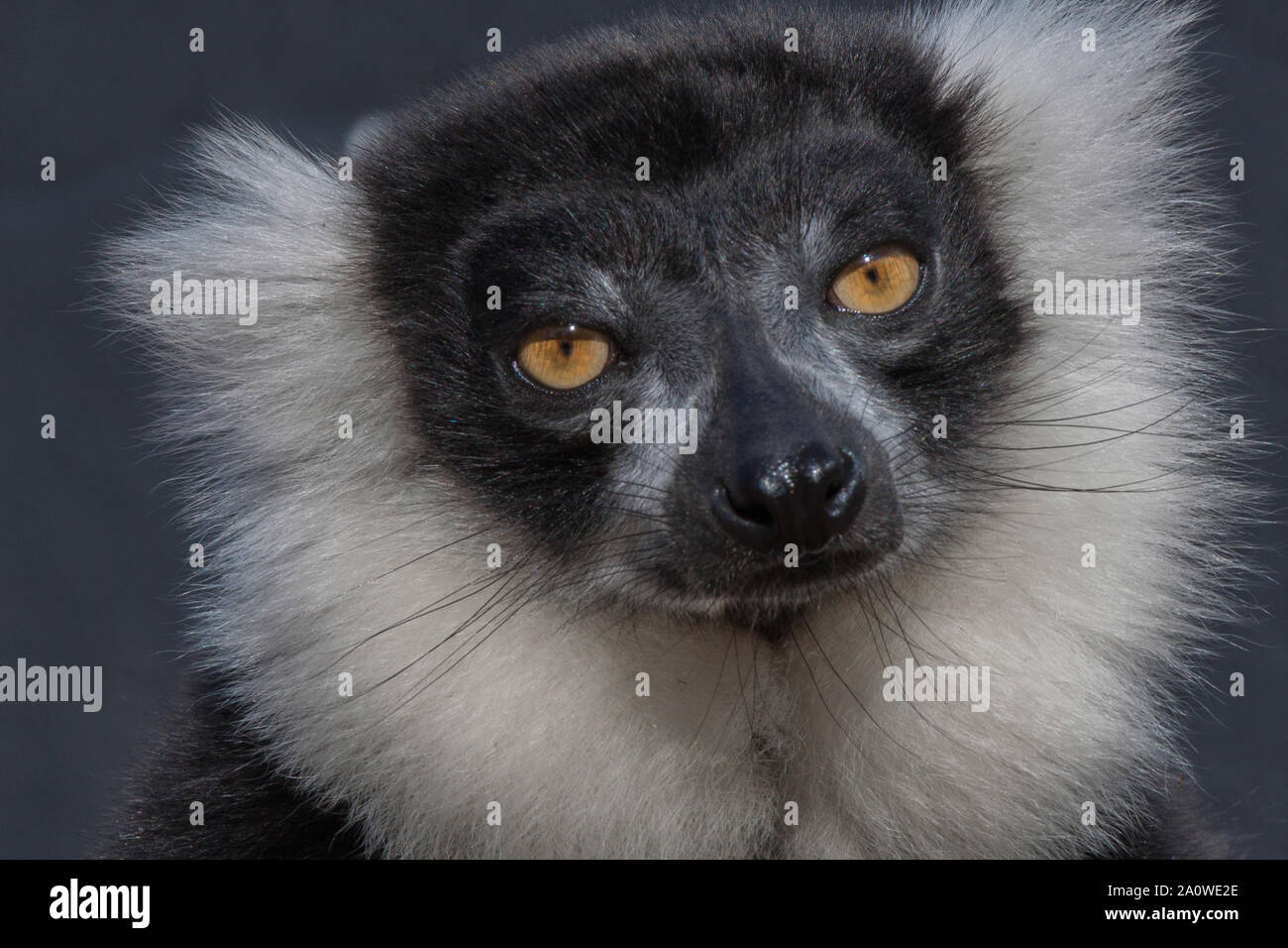 Lemuri ruffati in bianco e nero immagini e fotografie stock ad alta ...