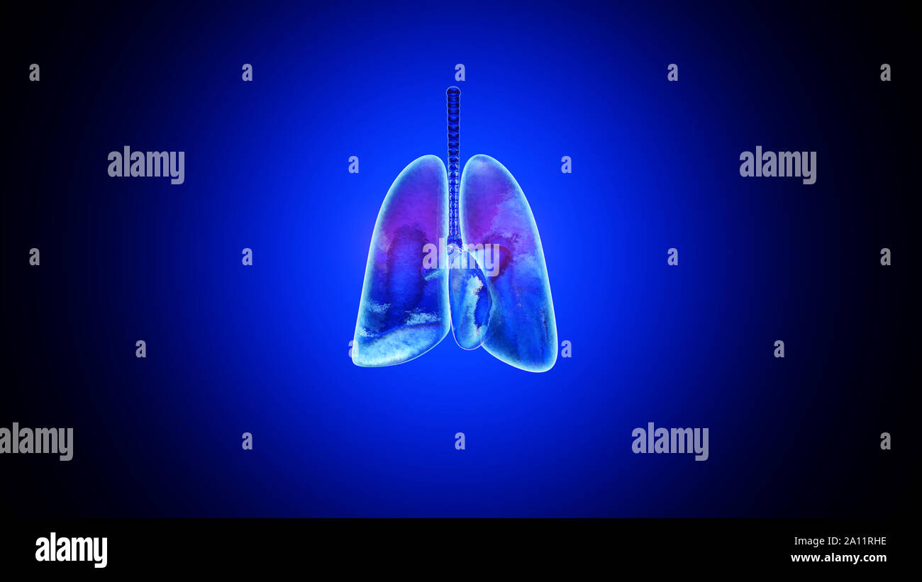 I polmoni immagini e fotografie stock ad alta risoluzione - Alamy
