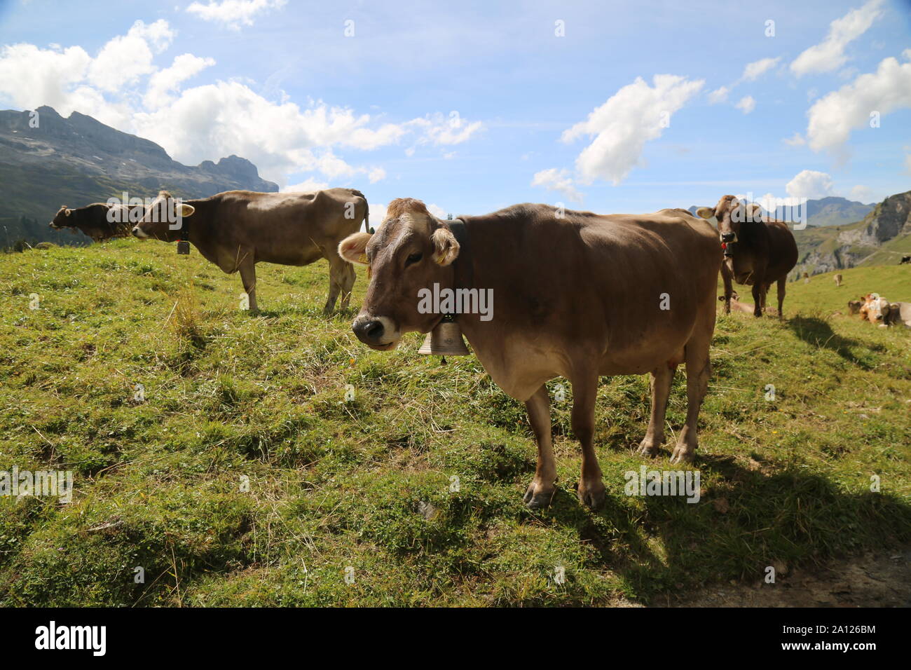 Mucche con campane immagini e fotografie stock ad alta risoluzione - Alamy