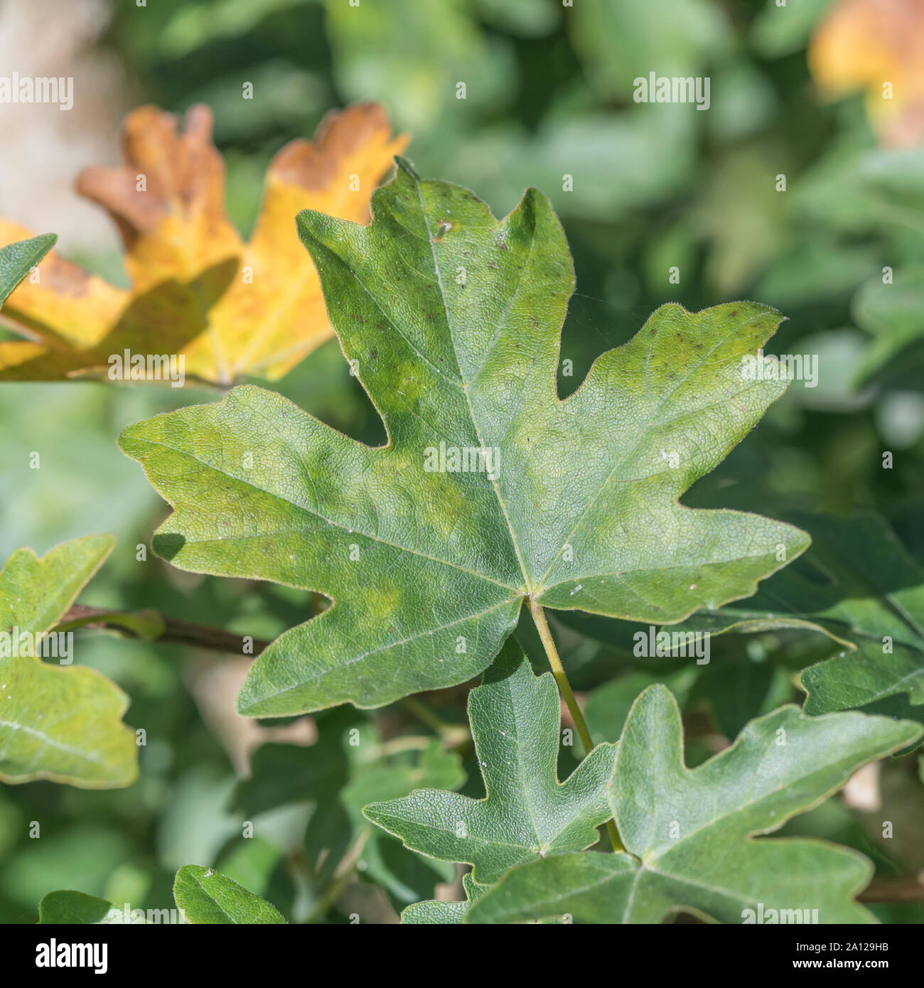 Piante di acero immagini e fotografie stock ad alta risoluzione - Alamy