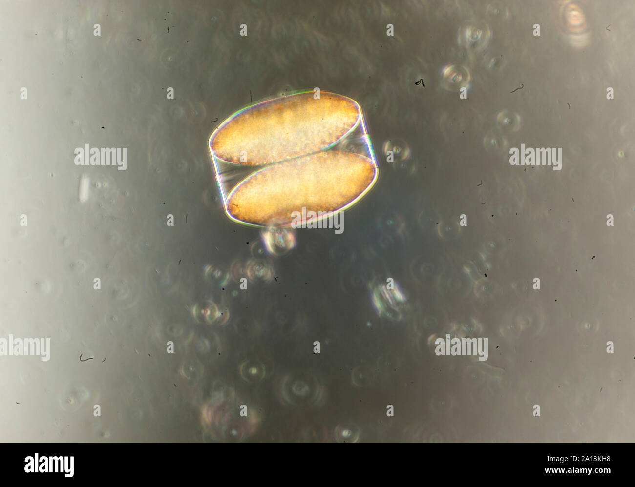 Cellula procariota immagini e fotografie stock ad alta risoluzione - Alamy