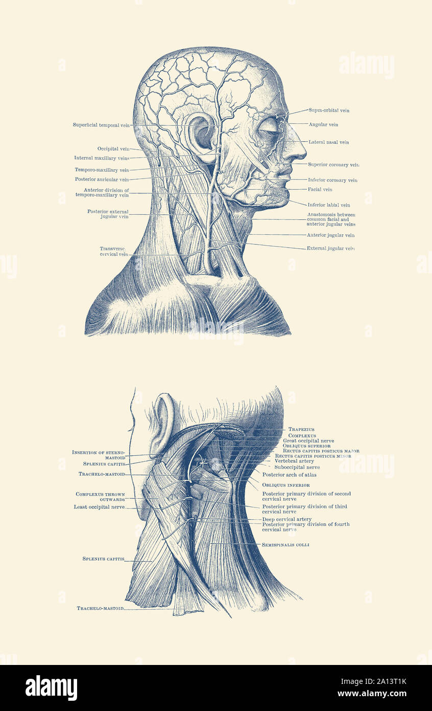 Anatomia del collo umano immagini e fotografie stock ad alta ...