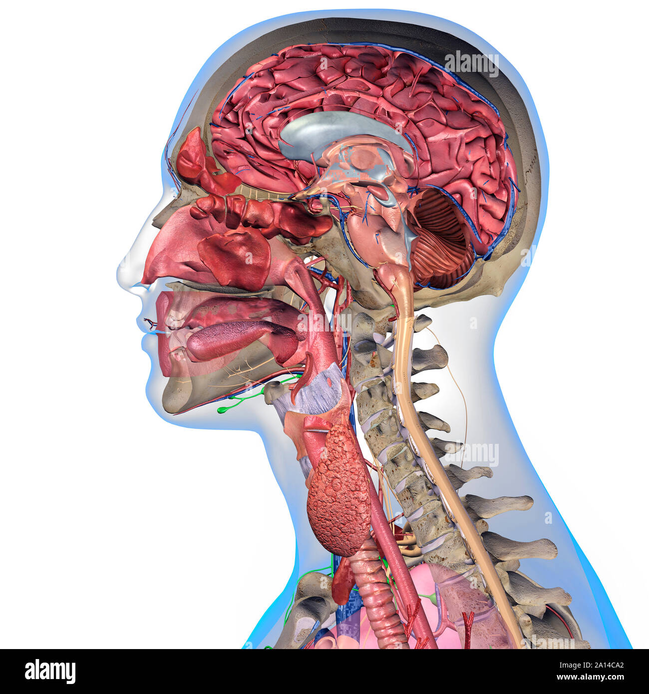 Anatomia testa immagini e fotografie stock ad alta risoluzione - Alamy
