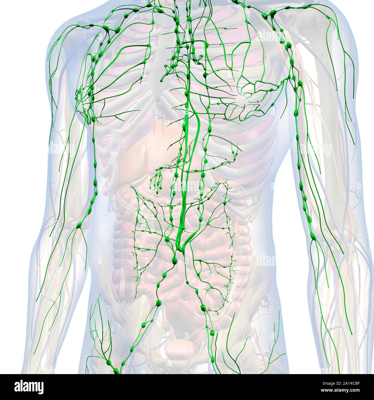 Sistema linfatico anatomia interna nel maschio torace e addome, sfondo ...