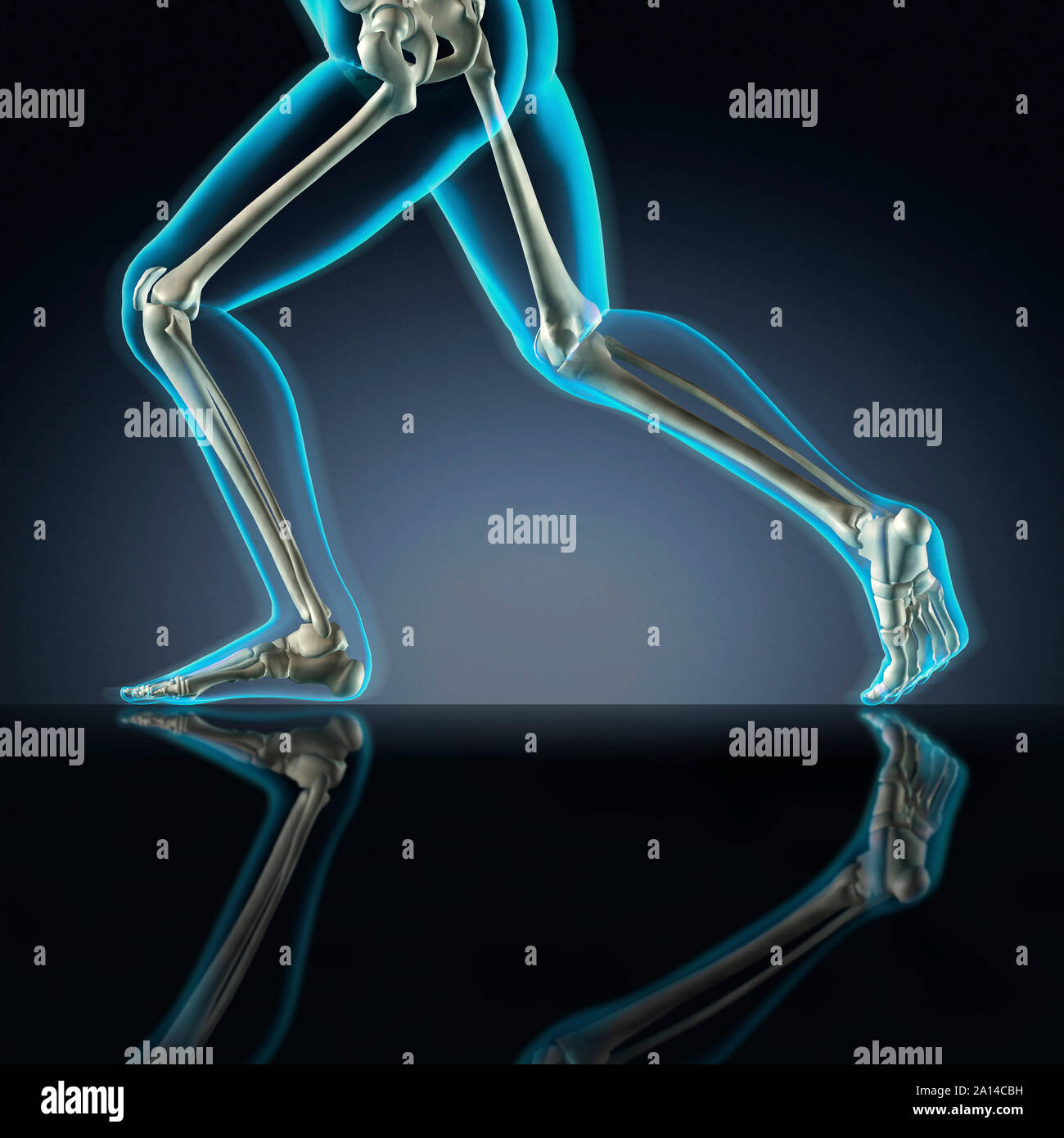 Foot skeleton tibia fibula bones immagini e fotografie stock ad alta ...