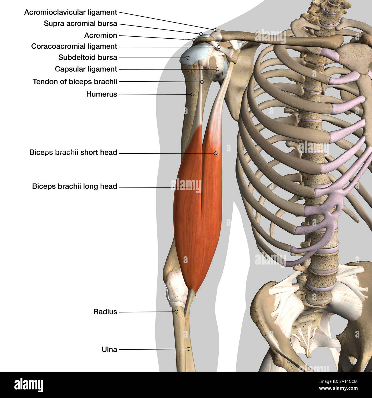 Anatomia marcato grafico del maschio del muscolo bicipite e legamenti ... Anatomia marcato grafico del maschio del muscolo bicipite e legamenti ...