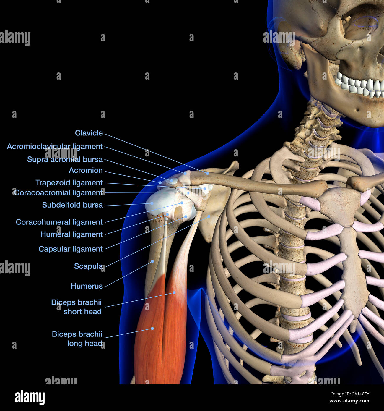 Denominata tabella di anatomia dei legamenti della spalla su sfondo ...