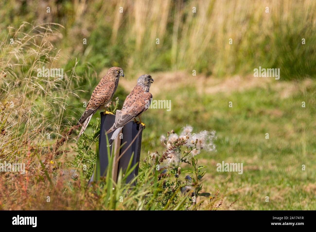 Coppia di gheppi in segno immagini e fotografie stock ad alta ...