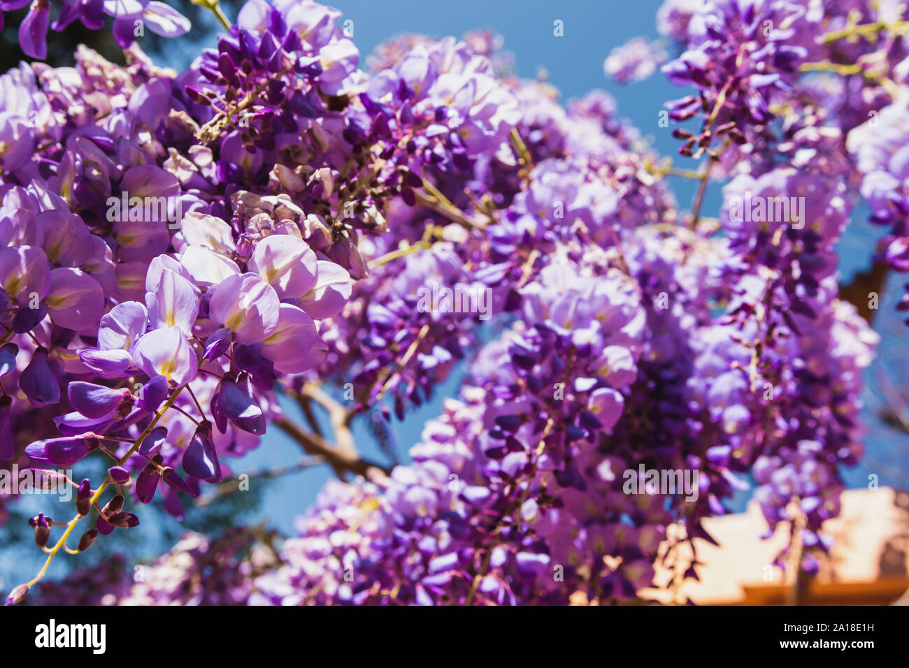 Viola tree immagini e fotografie stock ad alta risoluzione - Alamy