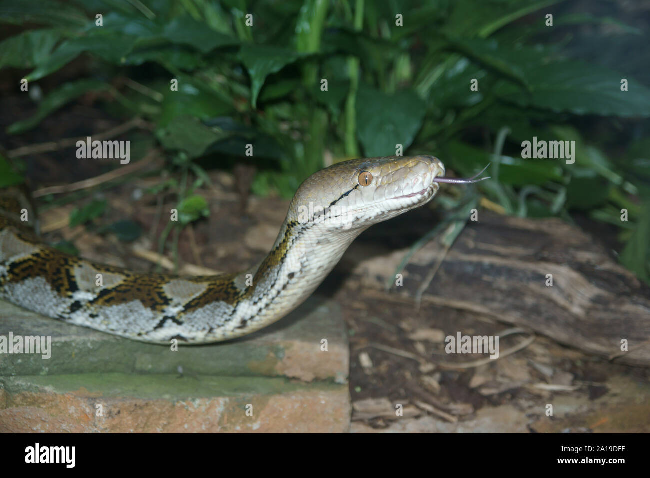 Python python reticulatus immagini e fotografie stock ad alta risoluzione - Alamy