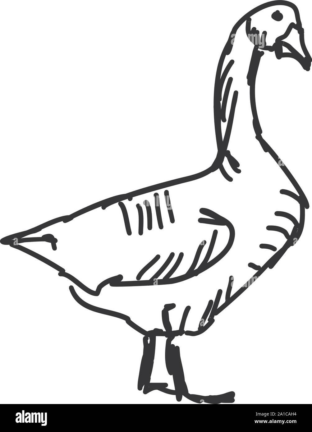 Disegno d'oca Immagini Vettoriali Stock - Alamy