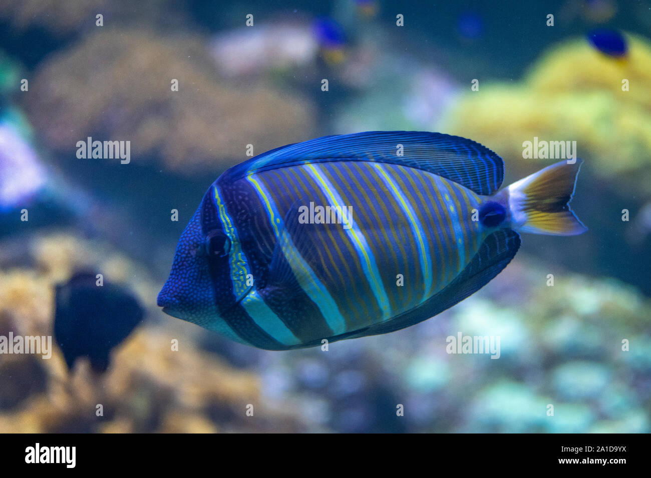 Pesci nemo immagini e fotografie stock ad alta risoluzione - Alamy