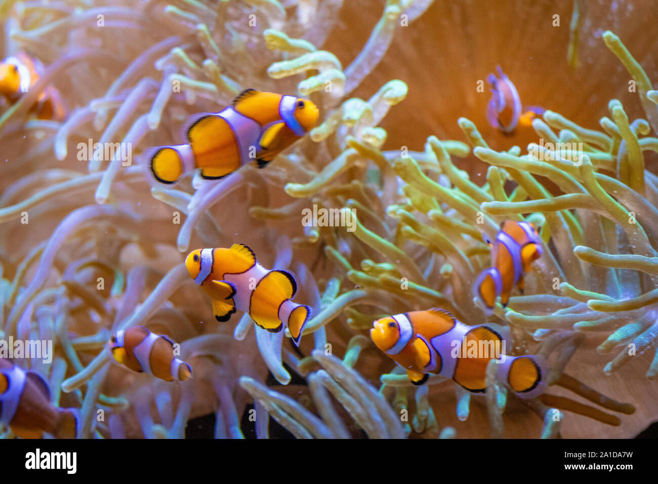 Meerwasser acquario immagini e fotografie stock ad alta risoluzione - Alamy