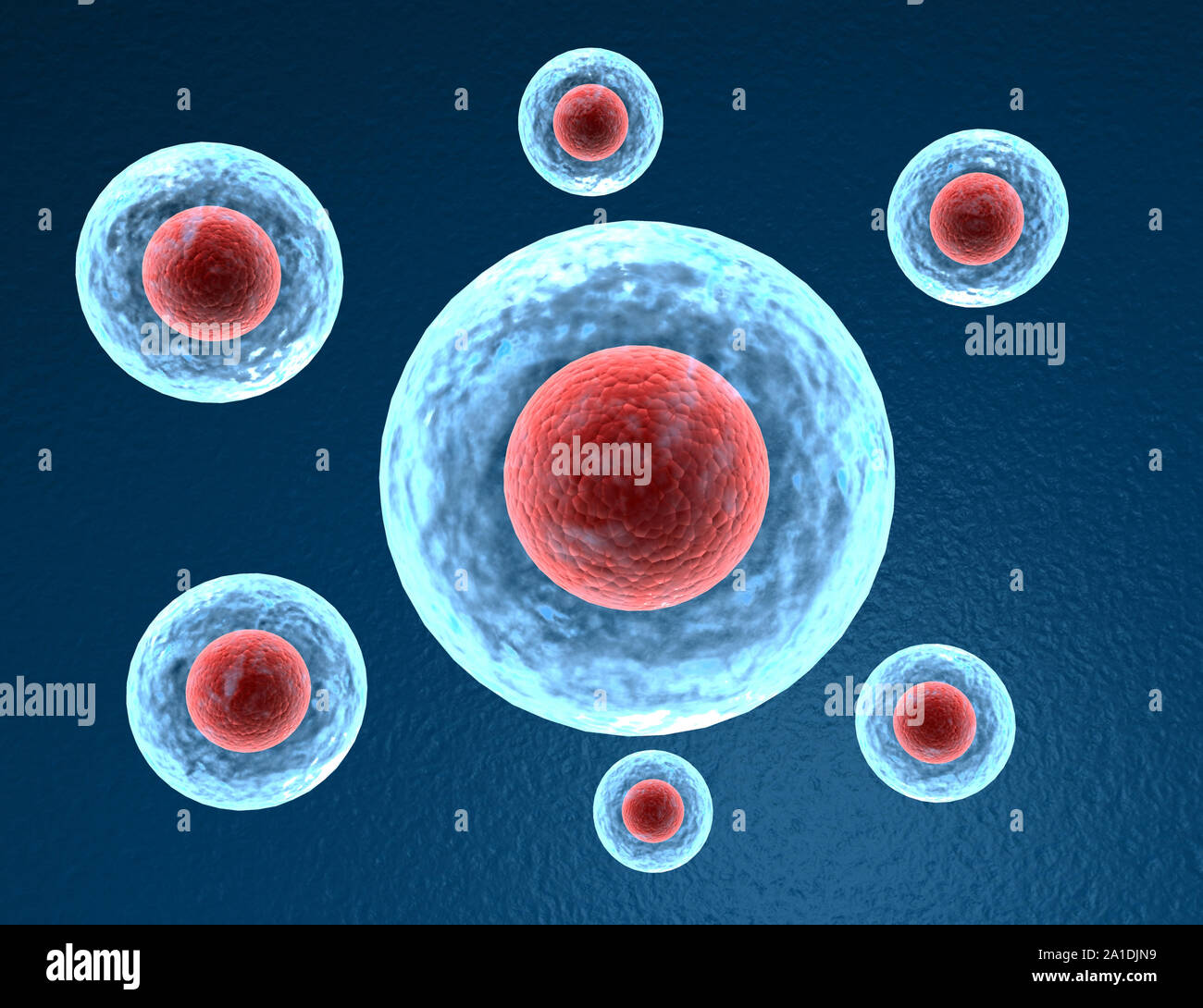 Divisione delle cellule animali immagini e fotografie stock ad alta ...
