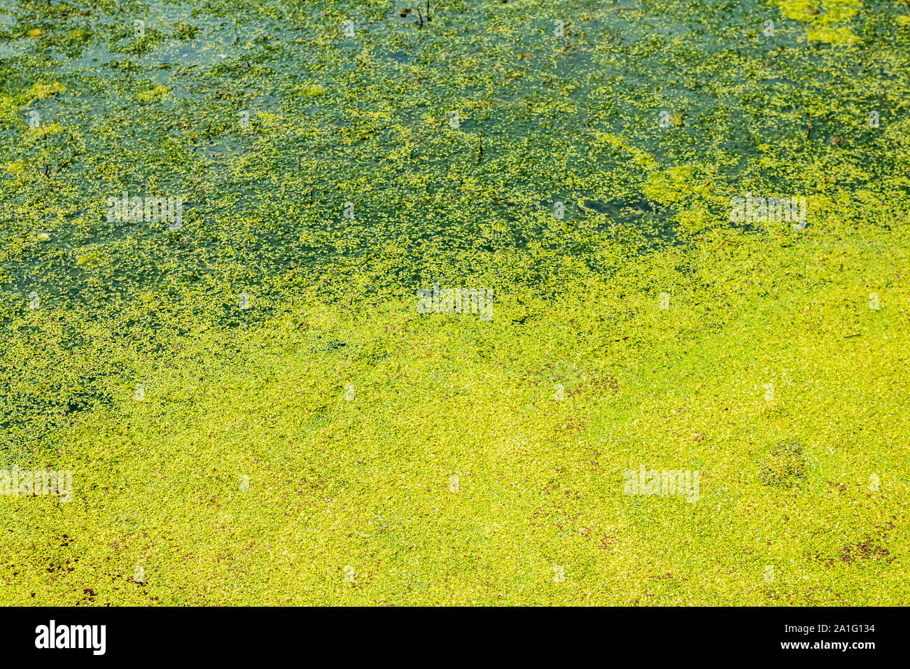 Piante di palude immagini e fotografie stock ad alta risoluzione - Alamy