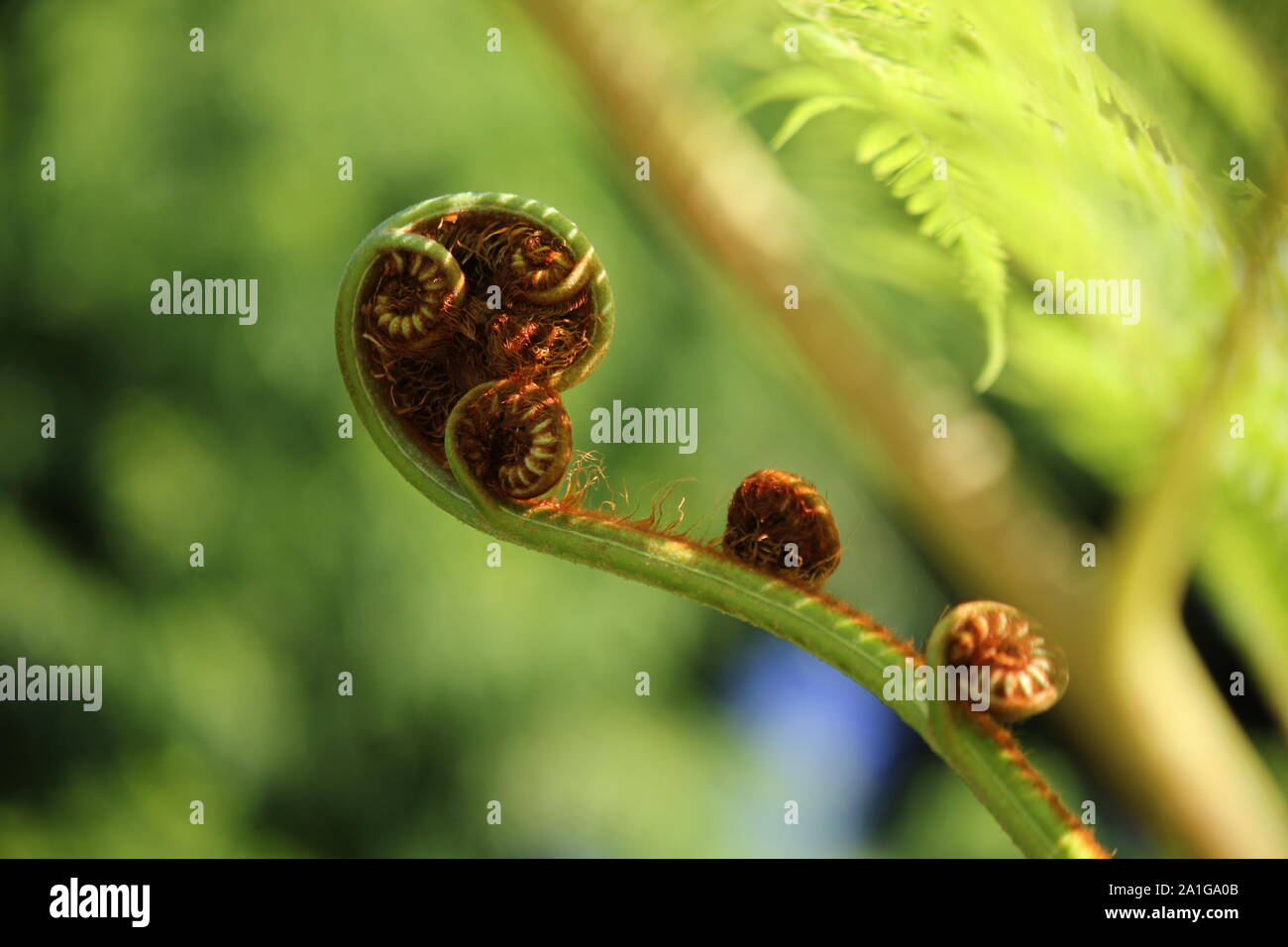 Australian tree fern cyathea australis immagini e fotografie stock ad ...