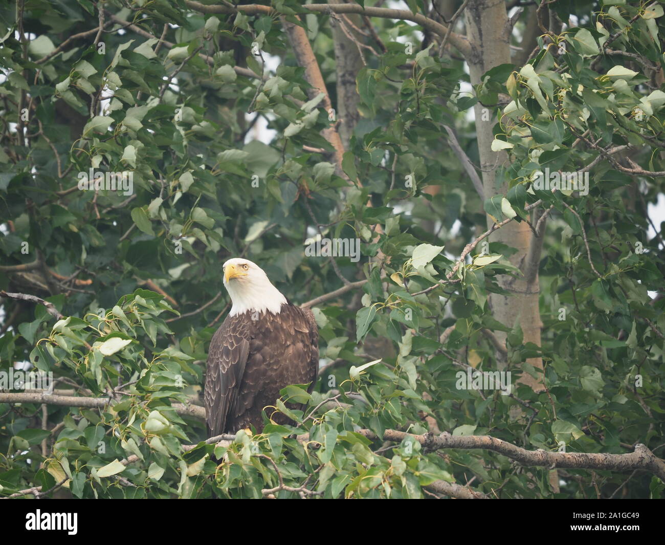 Emblema nazionale americano immagini e fotografie stock ad alta ...