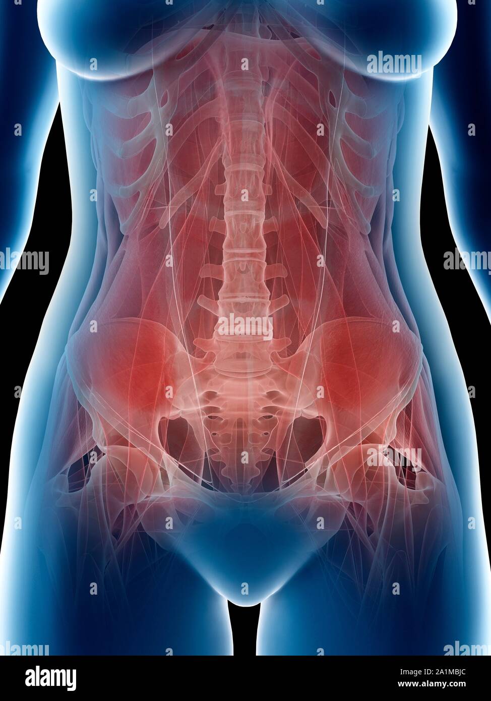 Muscoli addominali anteriori immagini e fotografie stock ad alta ...