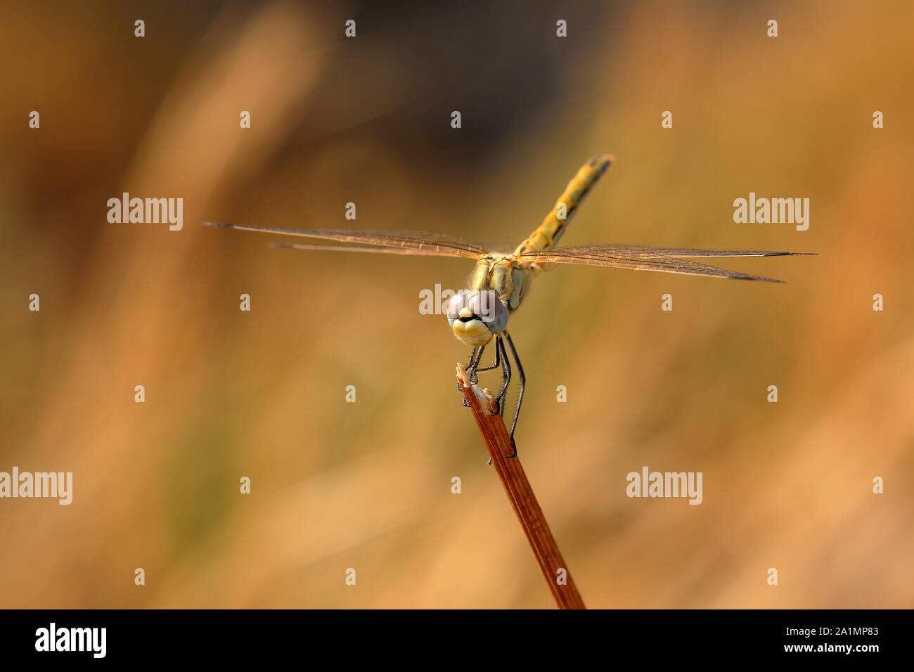 Libellula dalle ali rosse immagini e fotografie stock ad alta ...