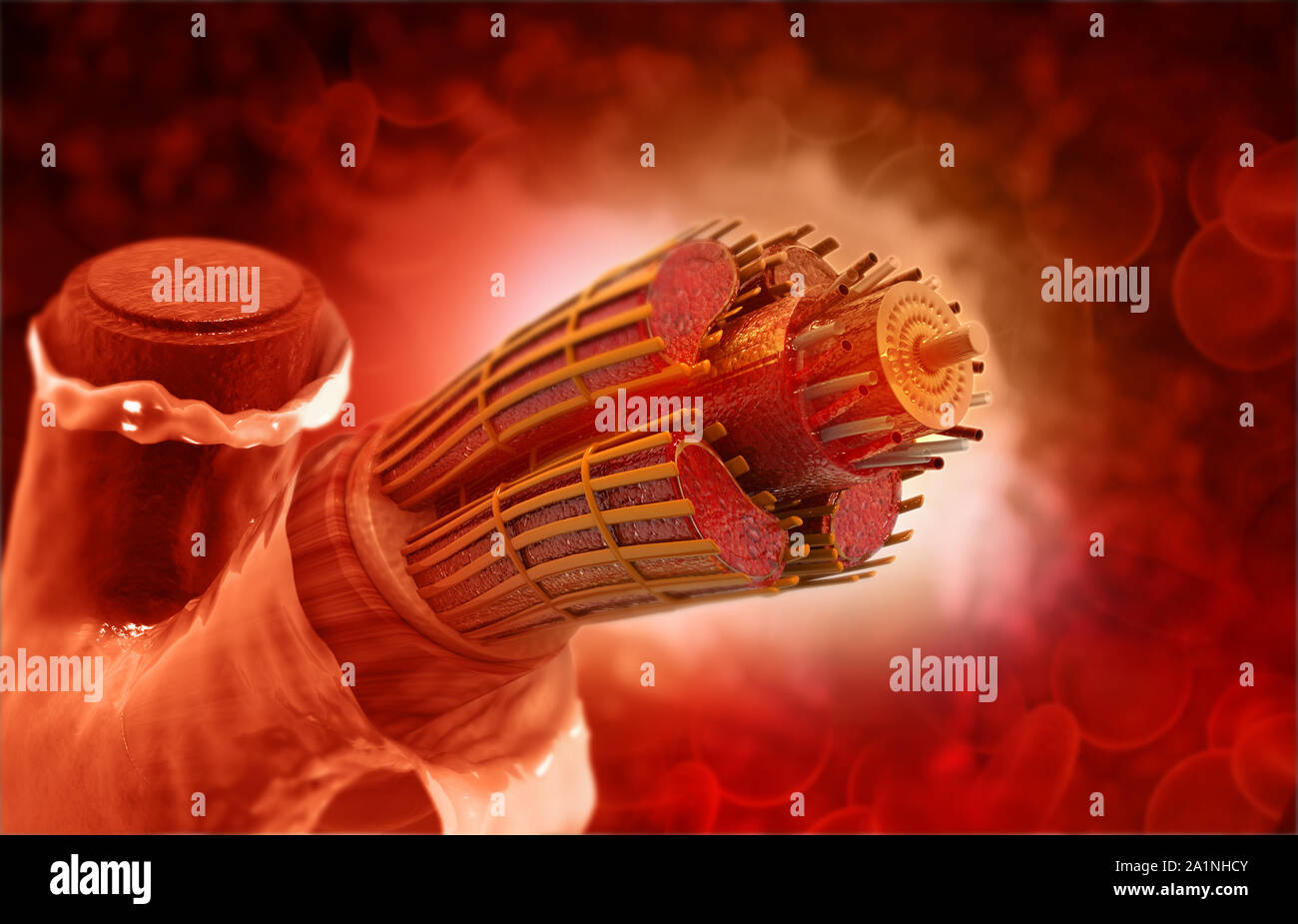 Anatomia della vena immagini e fotografie stock ad alta risoluzione - Alamy