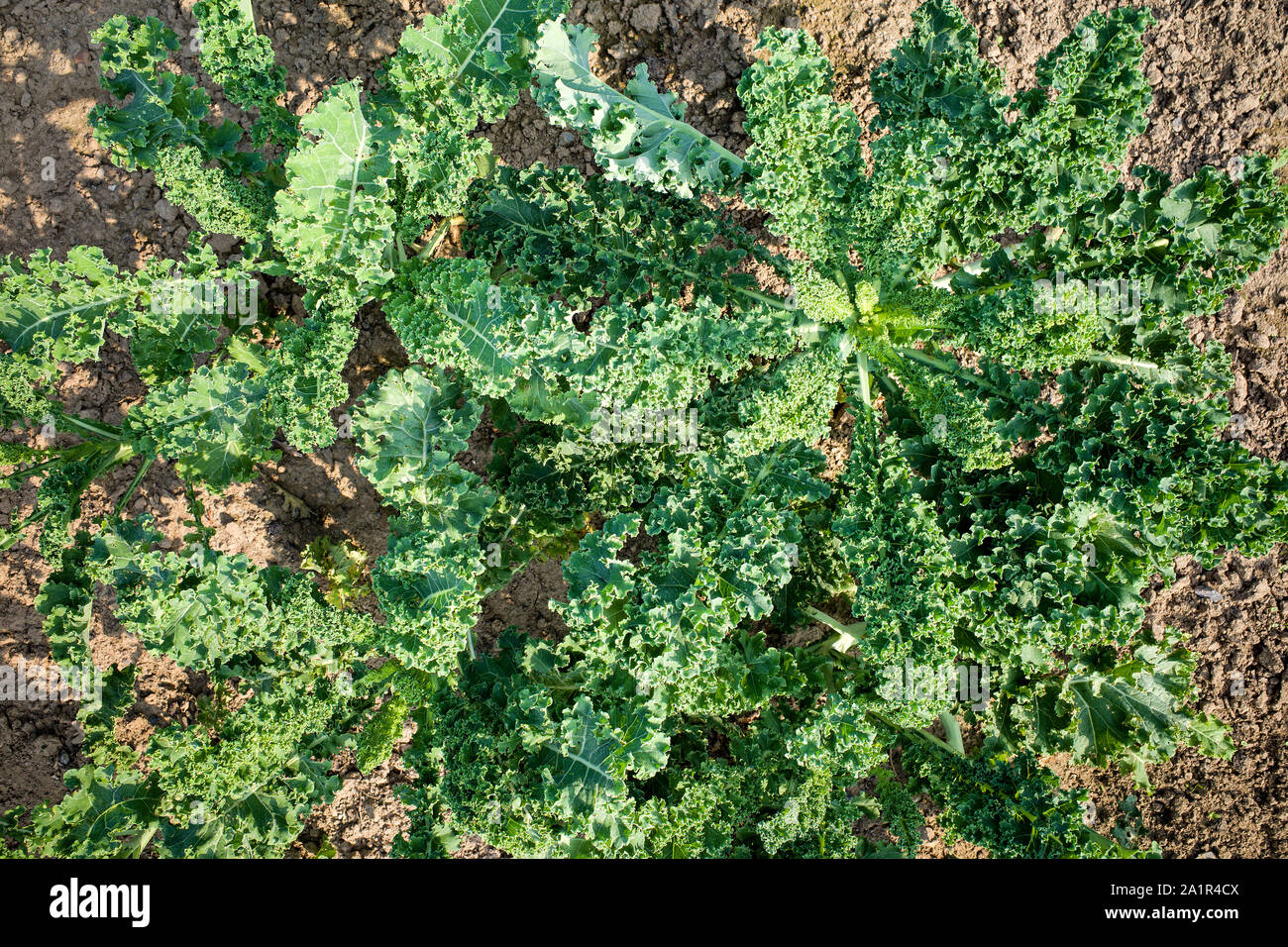 Coltivazione del cavolo riccio immagini e fotografie stock ad alta ...