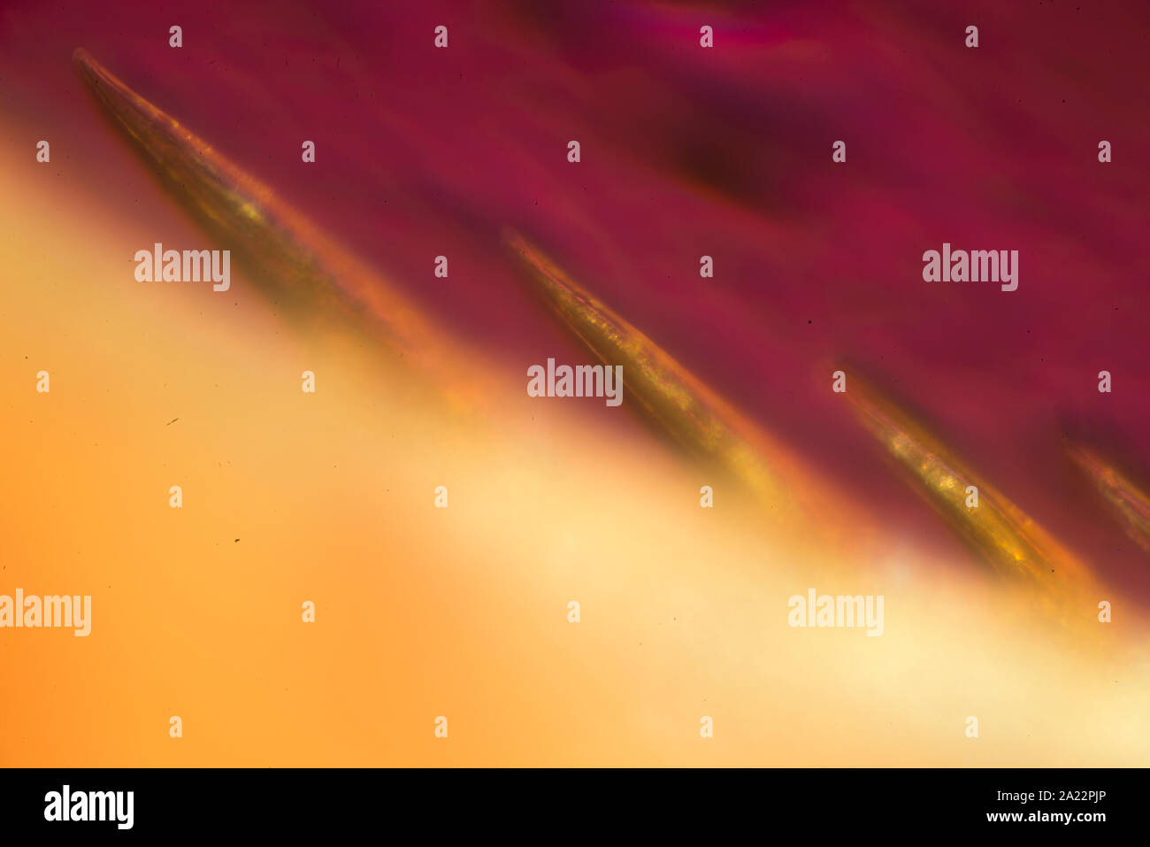 Cellula procariota immagini e fotografie stock ad alta risoluzione - Alamy