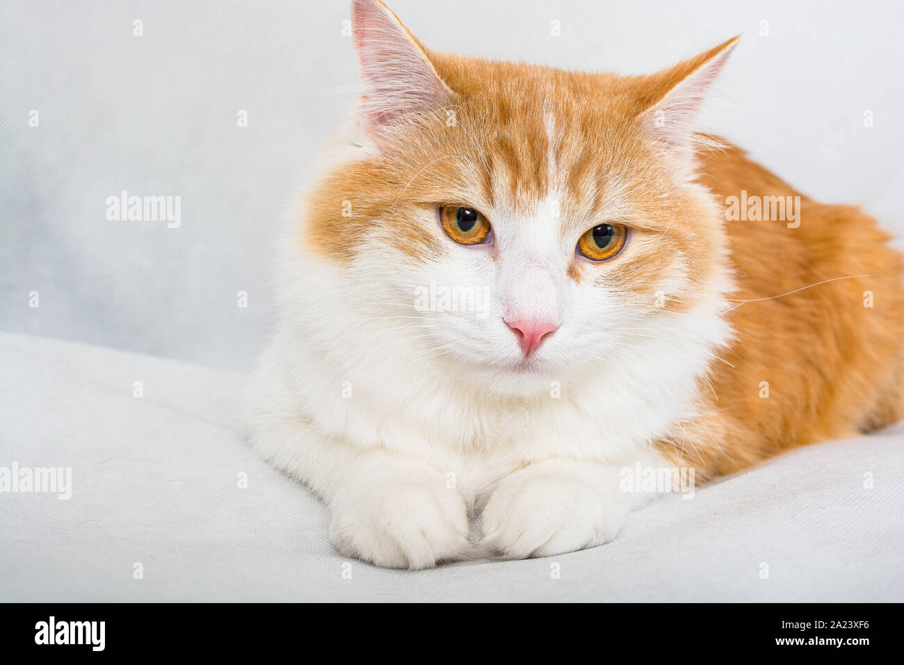 Occhi color ambra immagini e fotografie stock ad alta risoluzione - Alamy