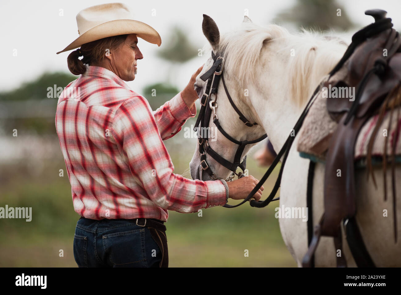 Tenere le redini immagini e fotografie stock ad alta risoluzione - Alamy