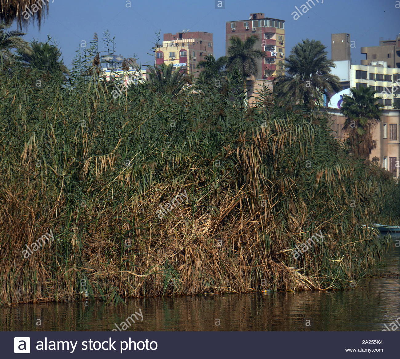 Pianta fiorita immagini e fotografie stock ad alta risoluzione - Alamy