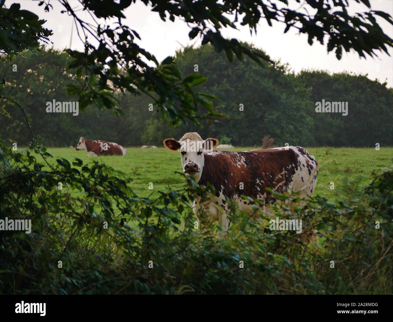 Vache qui broute immagini e fotografie stock ad alta risoluzione - Alamy