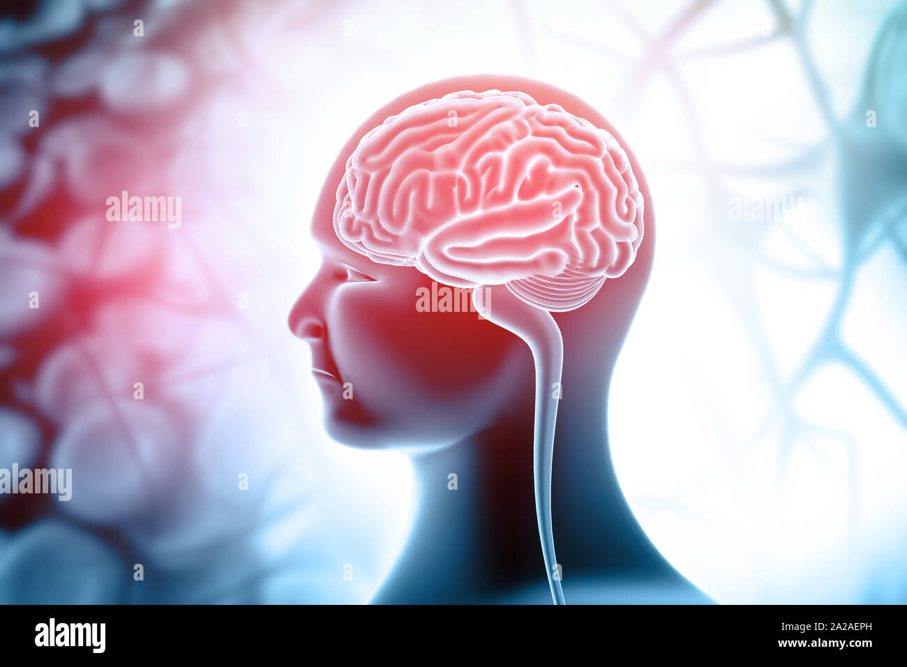 Anatomia del cervello umano immagini e fotografie stock ad alta ...