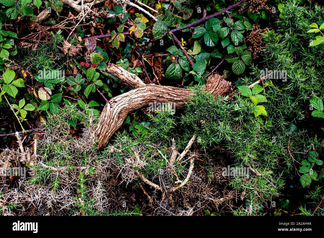Cespugli di rovi immagini e fotografie stock ad alta risoluzione - Alamy