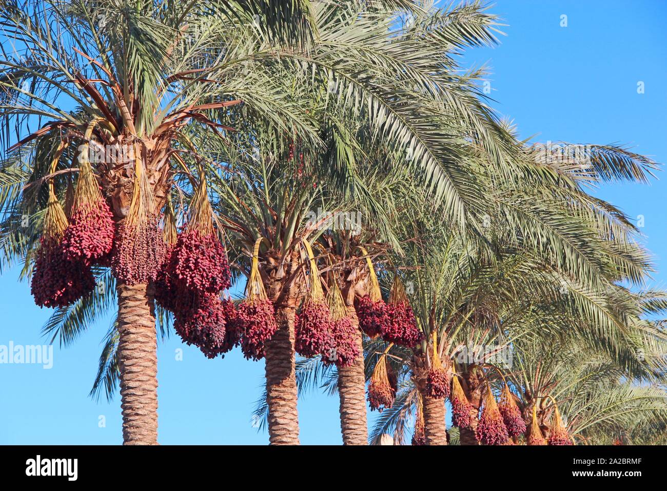 Palma dattero immagini e fotografie stock ad alta risoluzione - Alamy