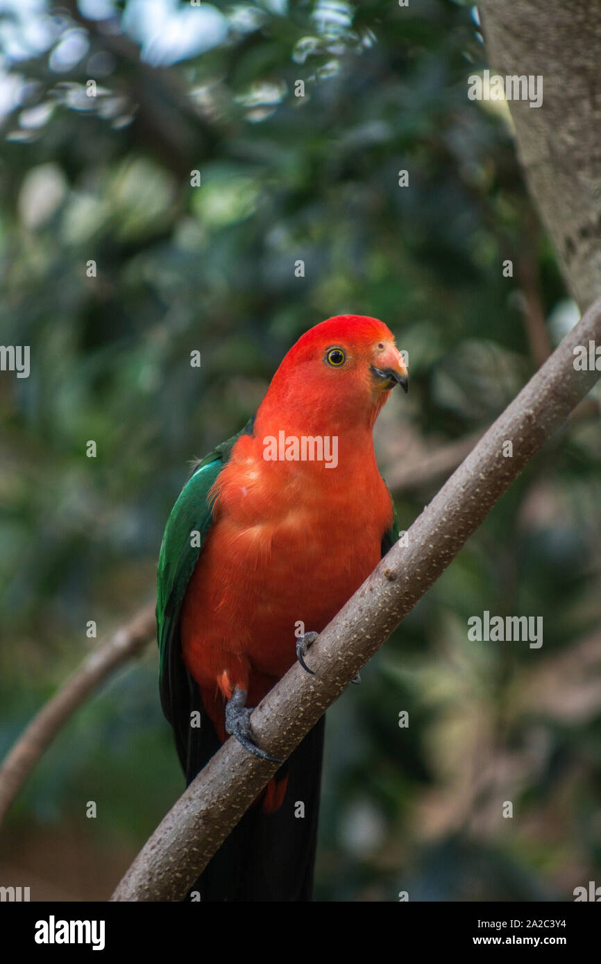 Australian birds collection immagini e fotografie stock ad alta ...