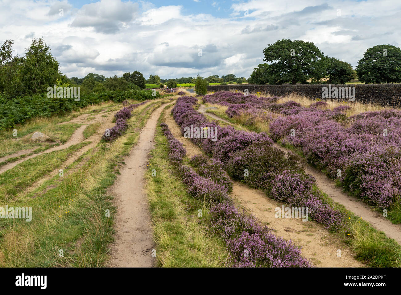 Brughiera Con Fioritura Di Erica Immagini e Fotos Stock - Alamy