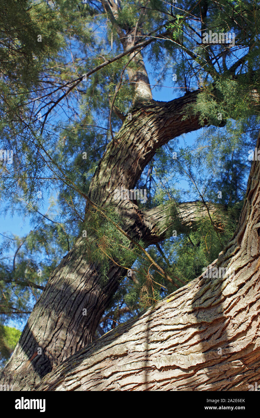 Albero di tamerici immagini e fotografie stock ad alta risoluzione - Alamy