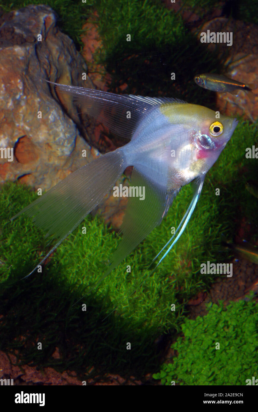 Orinoco angelfish immagini e fotografie stock ad alta risoluzione - Alamy