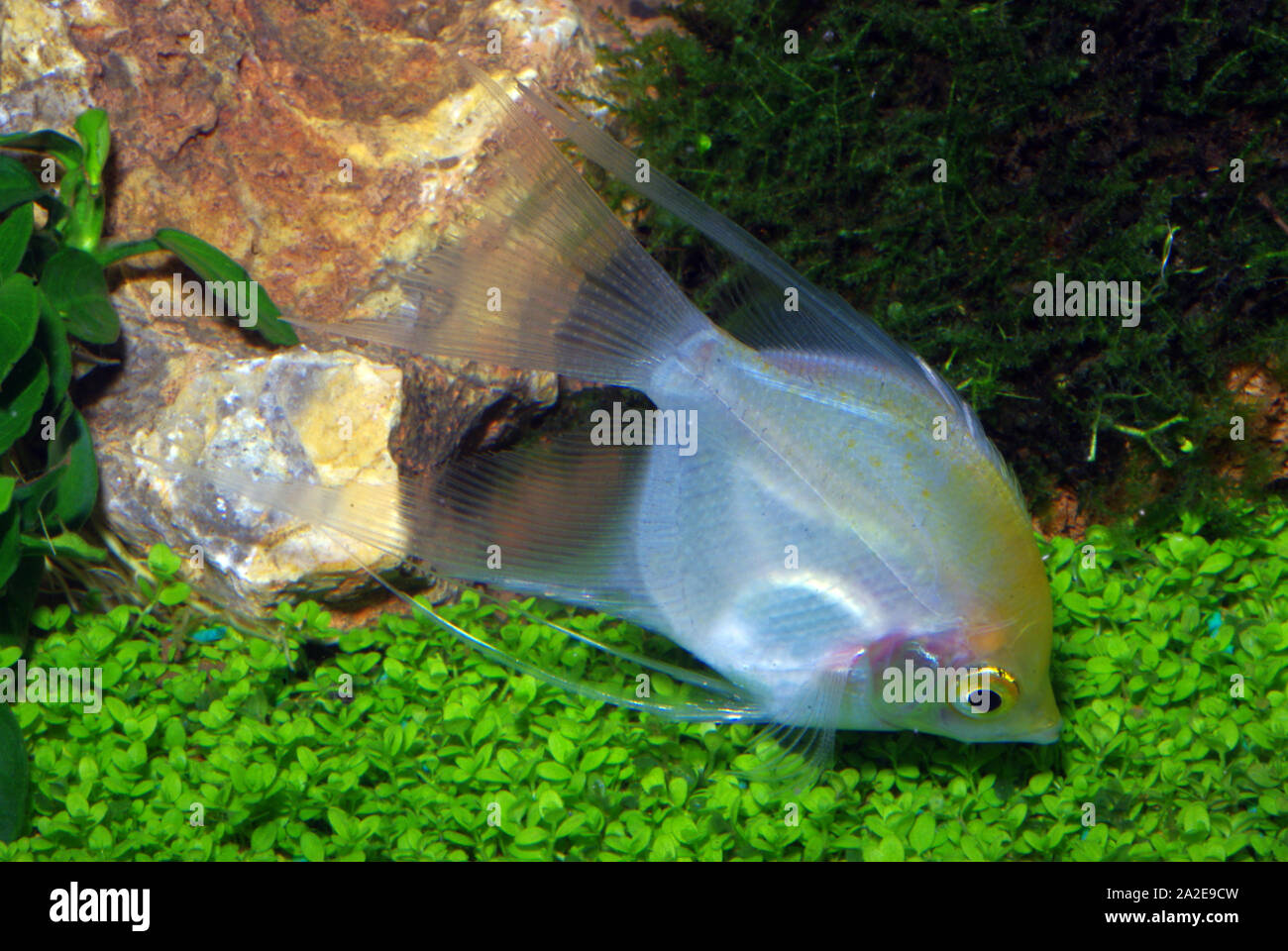 Orinoco angelfish immagini e fotografie stock ad alta risoluzione - Alamy