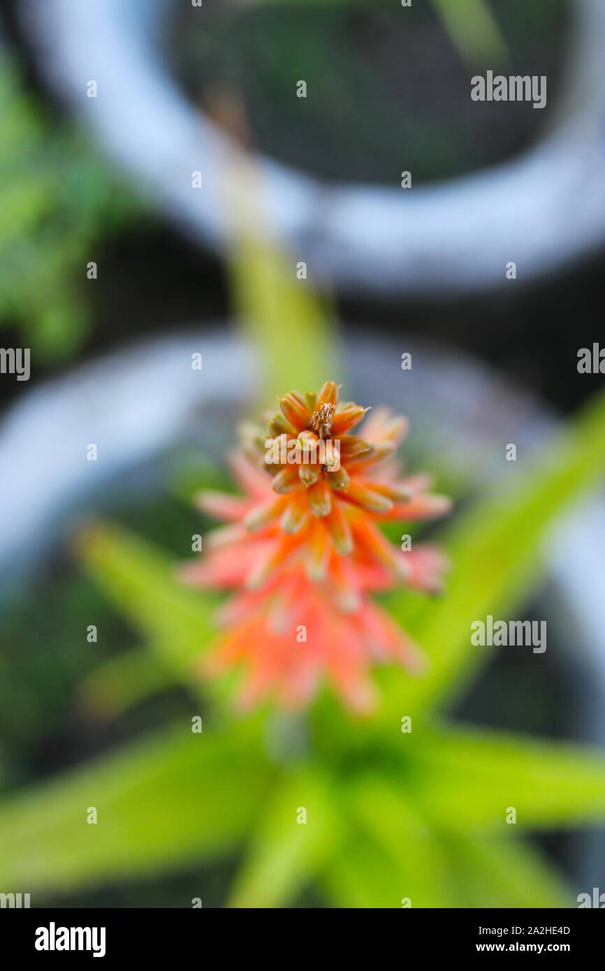 Fiore di aloe vera immagini e fotografie stock ad alta risoluzione - Alamy