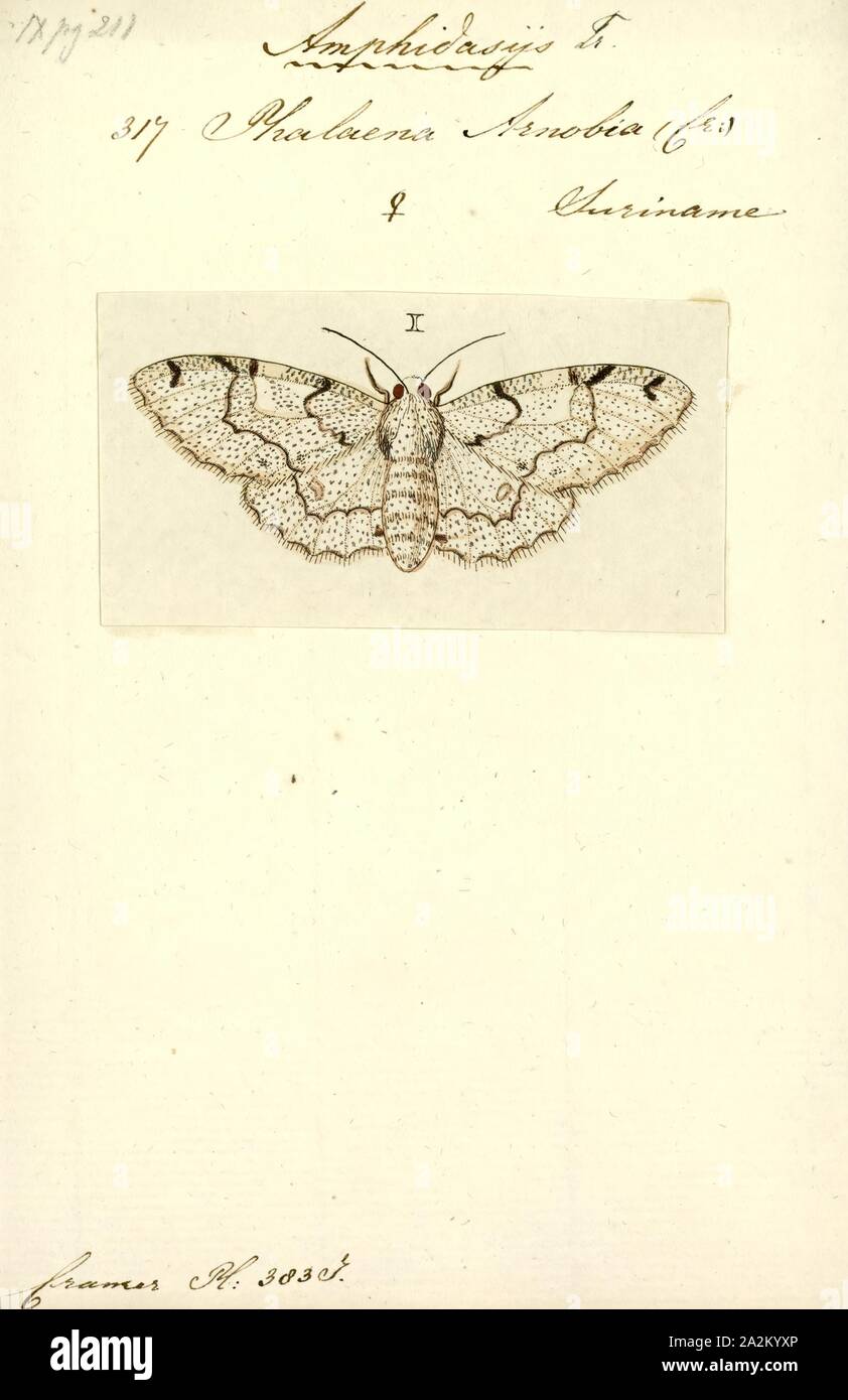 Lunga liscivia immagini e fotografie stock ad alta risoluzione - Alamy